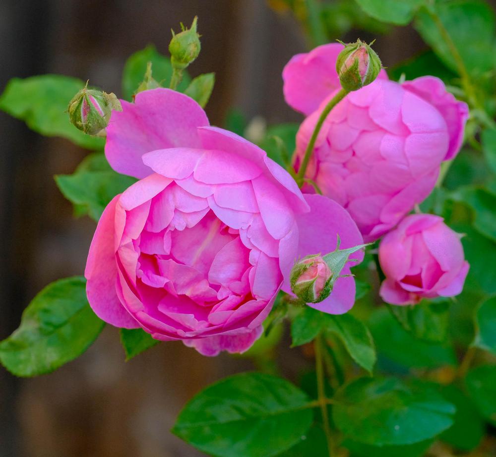 Photo of the bloom of Rose (Rosa 'Royal Jubilee') posted by AnnKNCalif ...