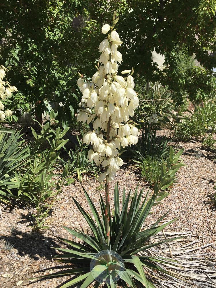Photo of the bloom of Adam's Needle (Yucca filamentosa) posted by ...