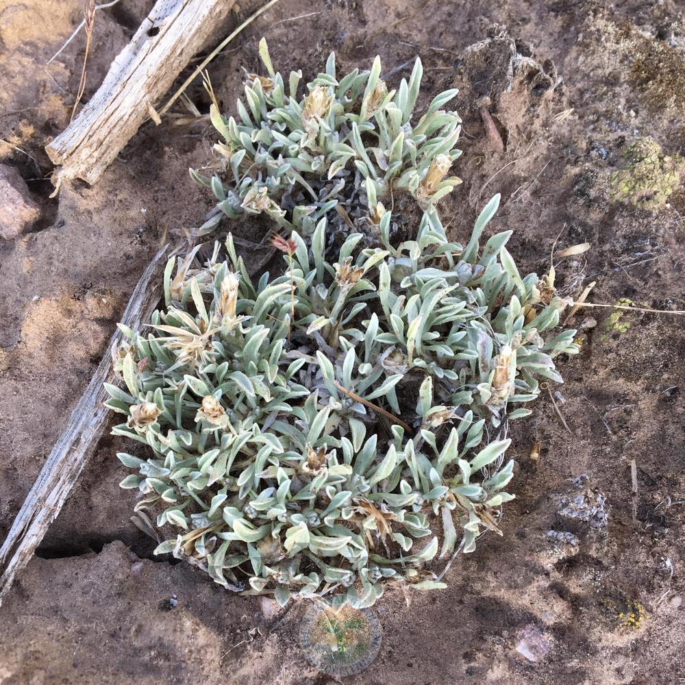 Photo of the entire plant of Low Pussytoes (Antennaria dimorpha) posted ...