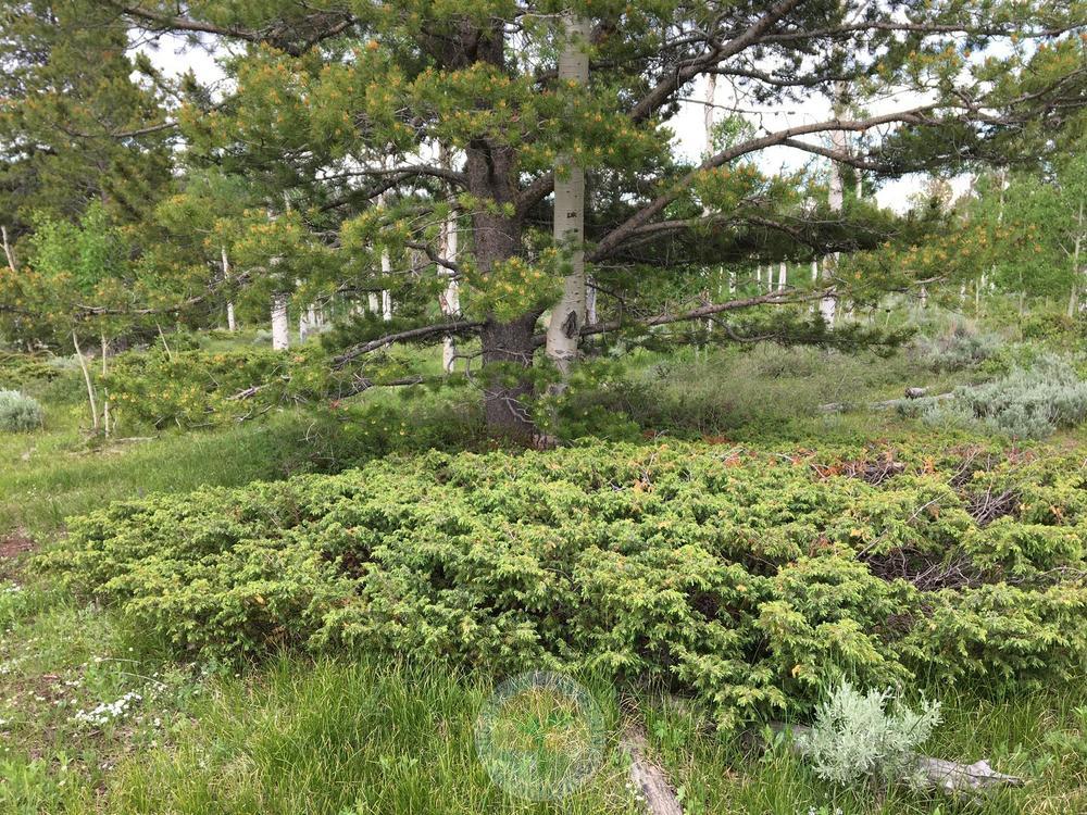 Photo of the habitat view of Ground Juniper (Juniperus communis var ...