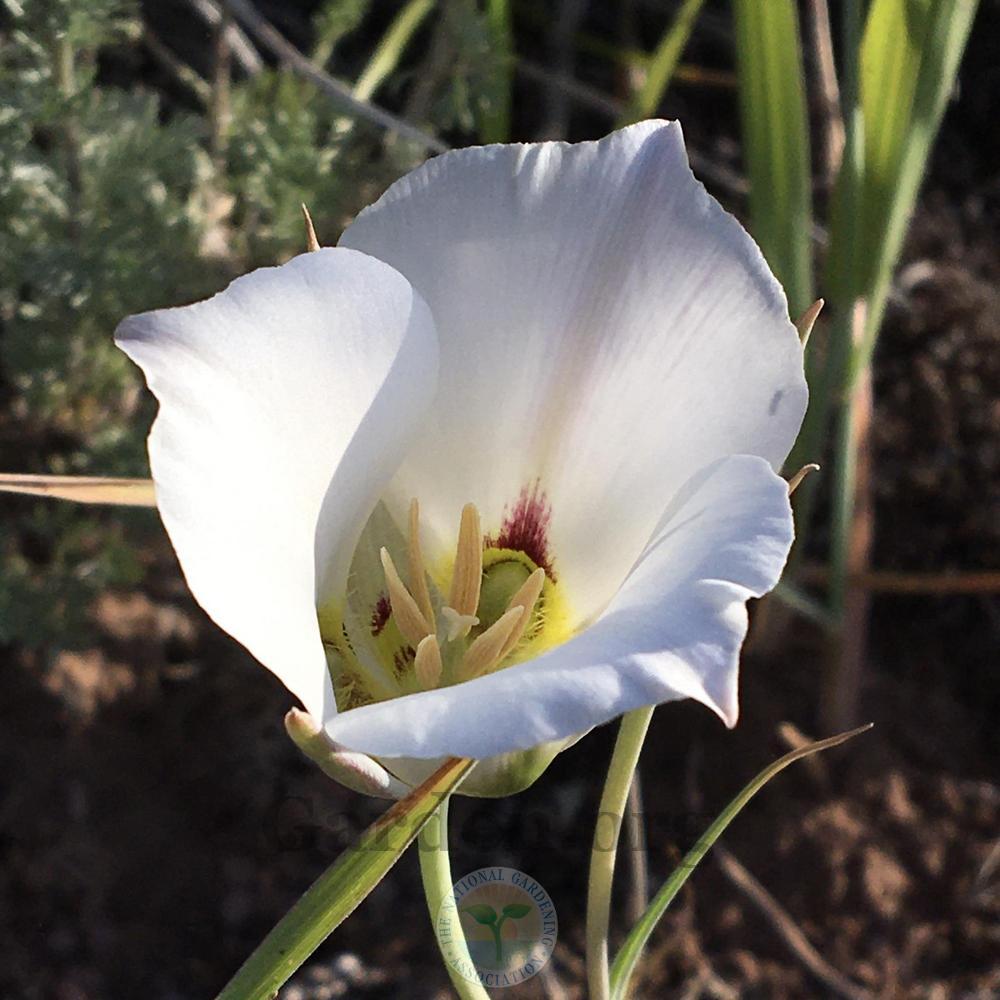 Photo of the bloom of Sego Lily (Calochortus nuttallii) posted by ...