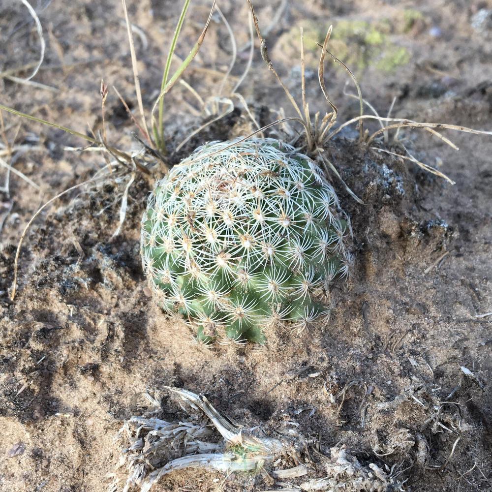 Photo of the seedling or young plant of Mountain Ball Cactus ...