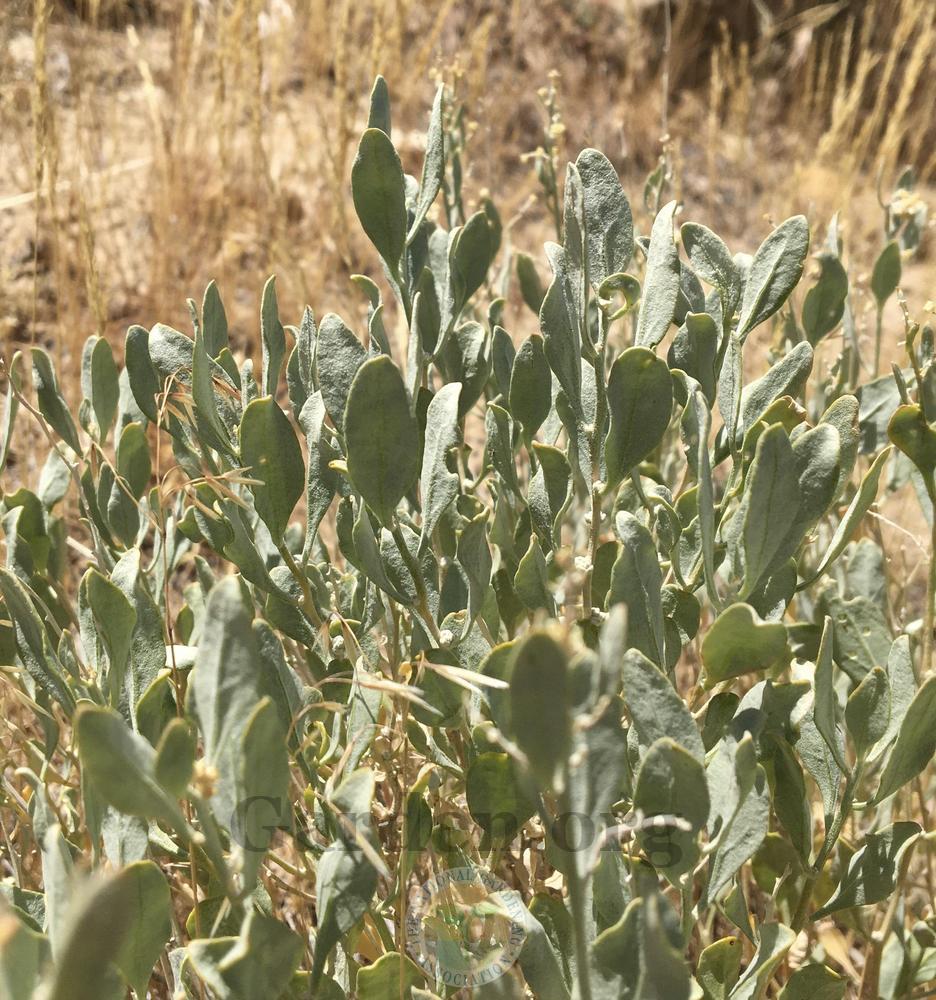 Photo of the leaves of Plummer's Siltbush (Zuckia brandegeei var ...