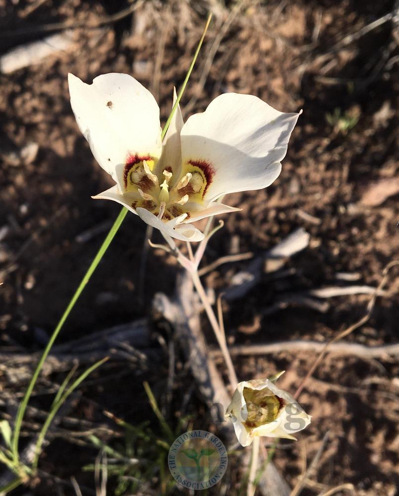 Photo of the stamens, filaments and pistils of Sego Lily (Calochortus ...