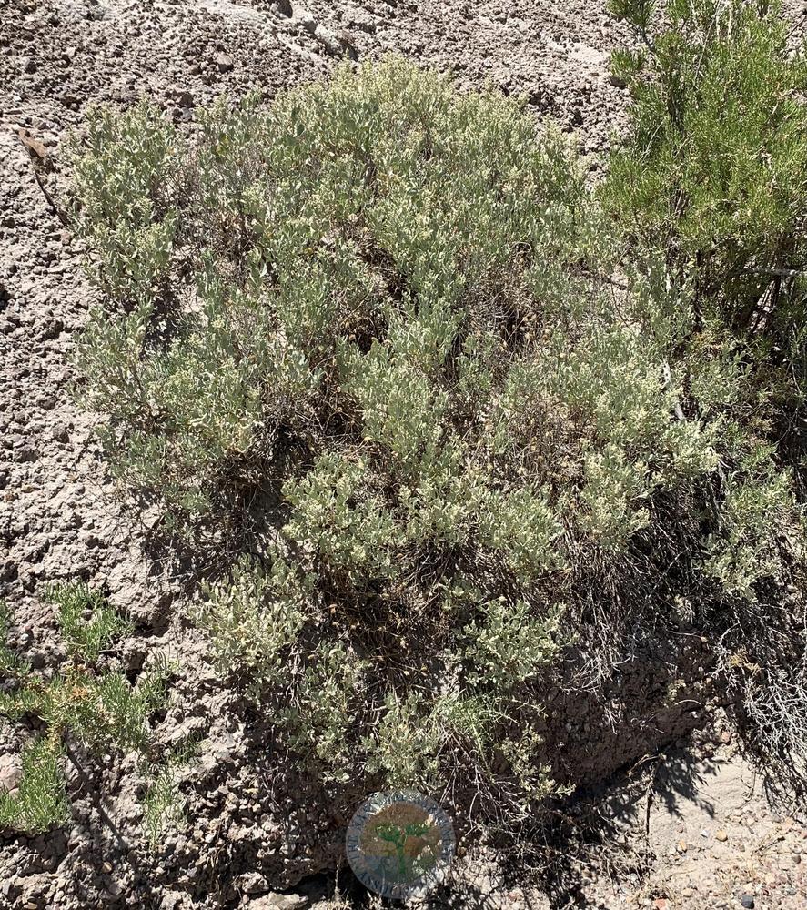 Photo of the entire plant of Plummer's Siltbush (Zuckia brandegeei var ...