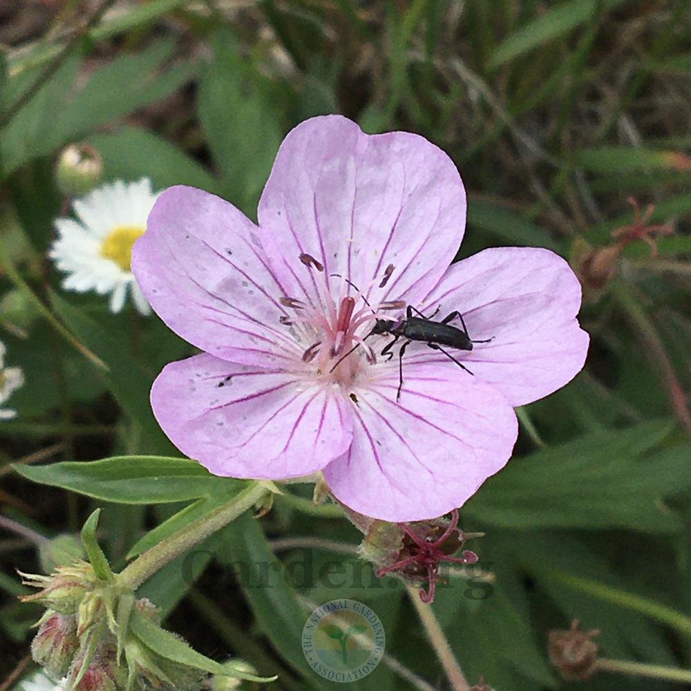 Photo of the bloom of Geranium (Geranium viscosissimum var. incisum ...