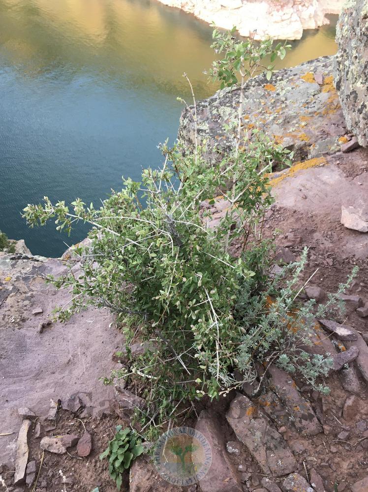 Littleleaf Mock Orange (Philadelphus microphyllus) in the Mock Oranges ...