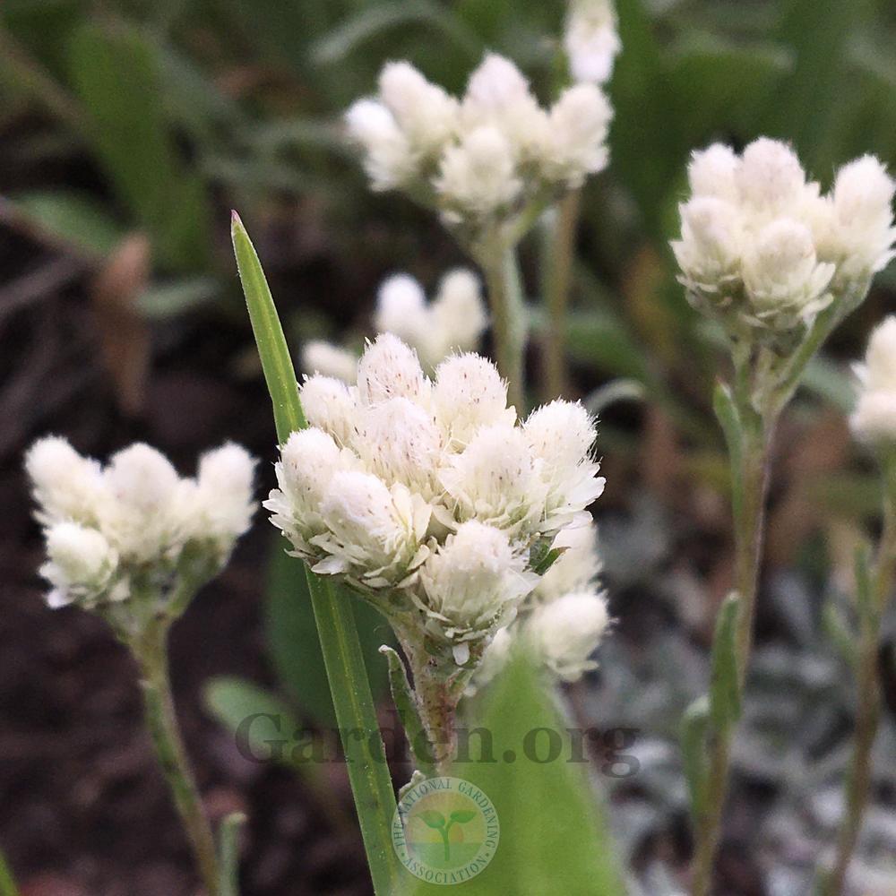 Photo of the bloom of Littleleaf Pussytoes (Antennaria microphylla ...