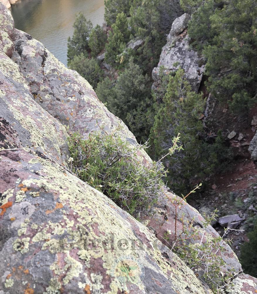 Photo of the habitat view of Littleleaf Mock Orange (Philadelphus ...