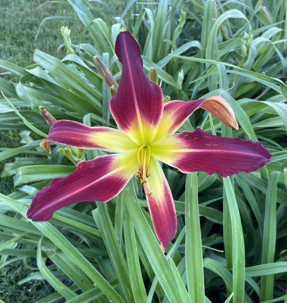 Photo of the bloom of Daylily (Hemerocallis 'Rumba Numba') posted by ...