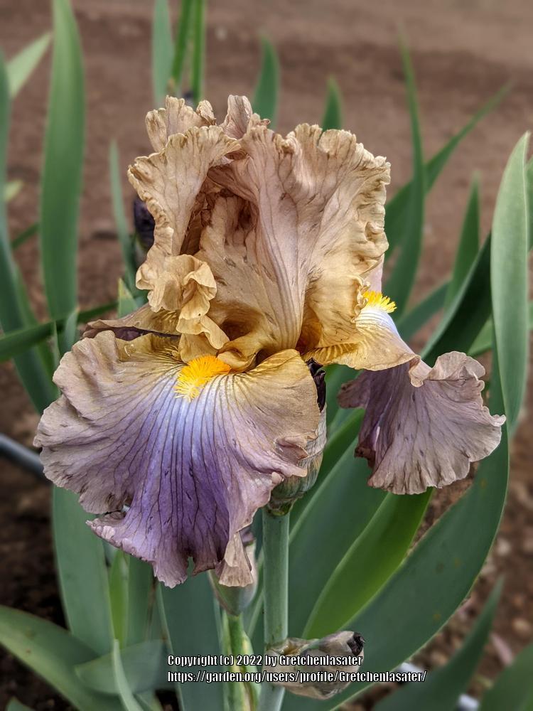 Photo of the bloom of Tall Bearded Iris (Iris 'Foggy Morning') posted ...