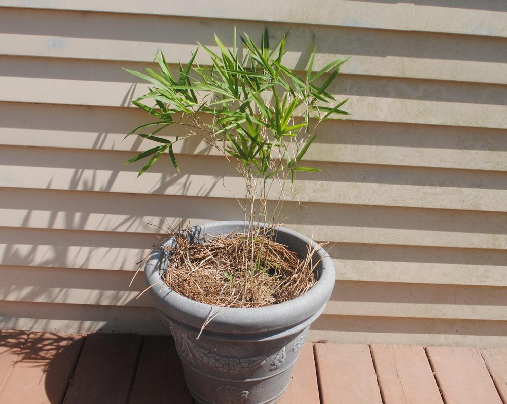 Photo of the seedling or young plant of Switch Cane (Arundinaria tecta ...