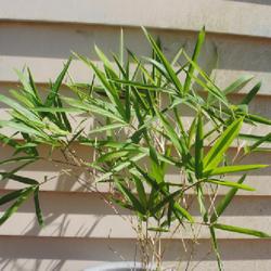 Photo of the habitat view of Switch Cane (Arundinaria tecta) posted by ...