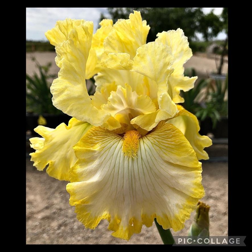 Photo of the bloom of Tall Bearded Iris (Iris 'Be Counted') posted by ...