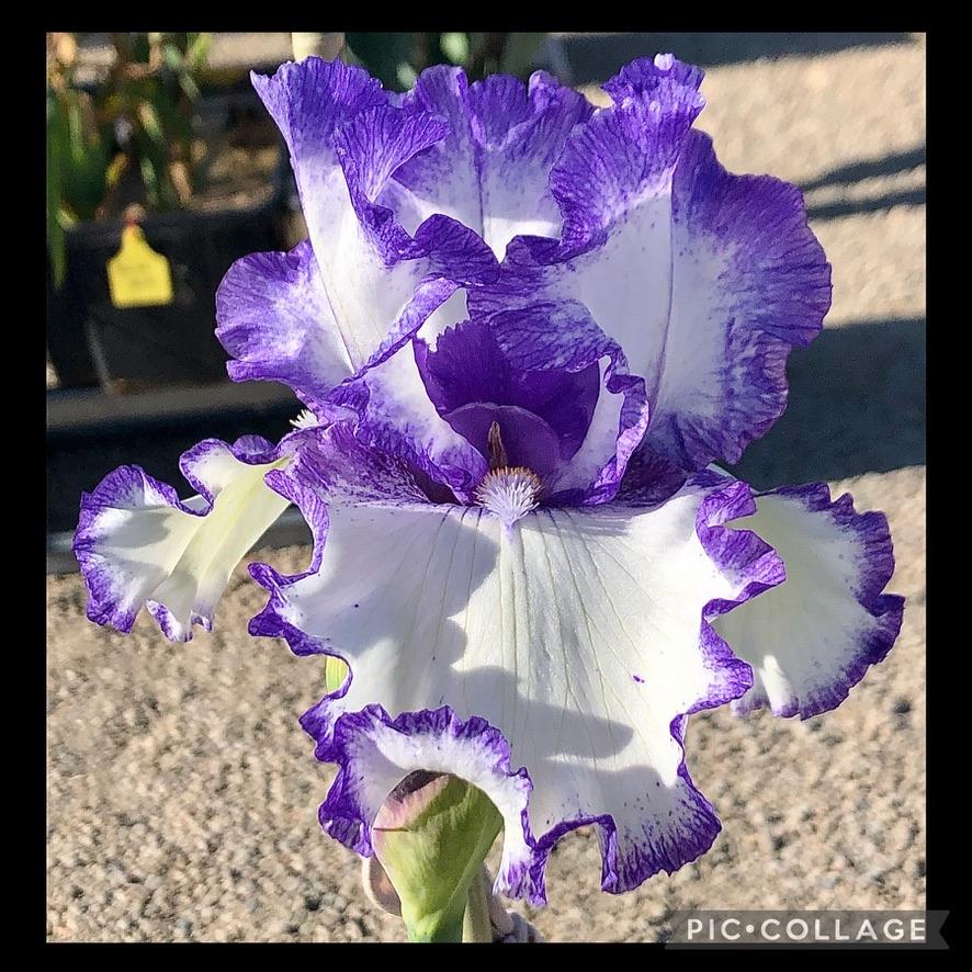 Photo of the bloom of Tall Bearded Iris (Iris 'Classic Look') posted by ...