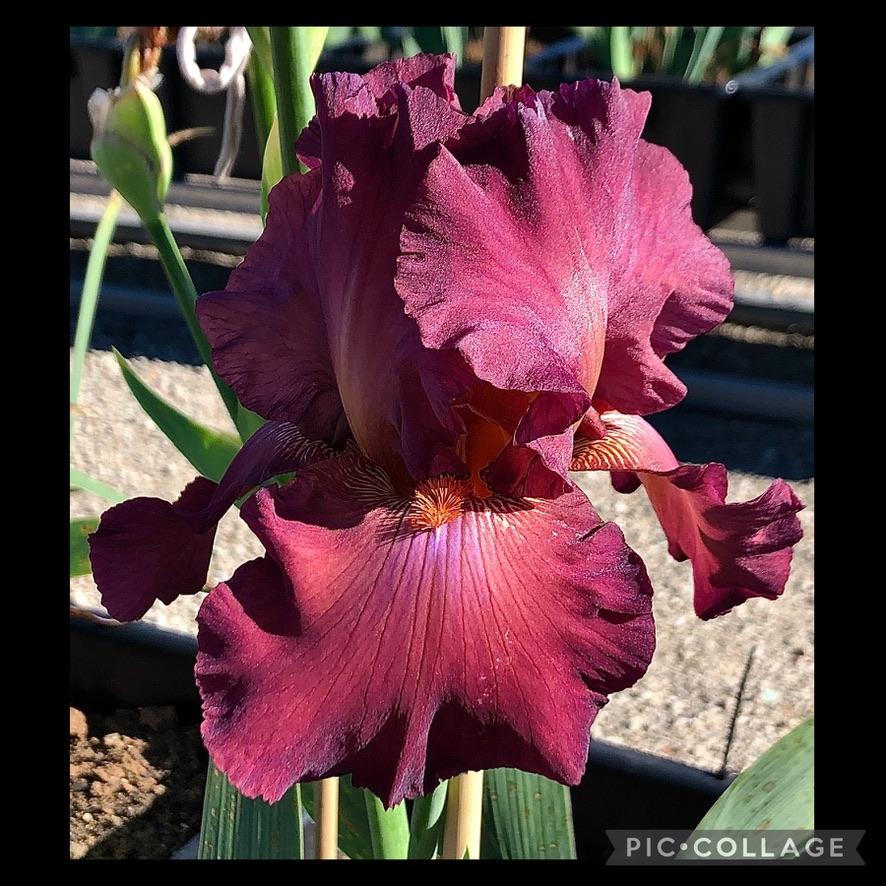 Photo of the bloom of Tall Bearded Iris (Iris 'Lady Friend') posted by ...