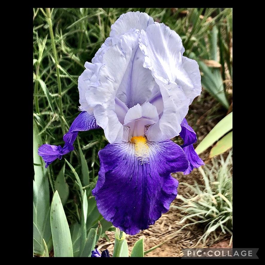 Photo of the bloom of Tall Bearded Iris (Iris 'Night Edition') posted ...