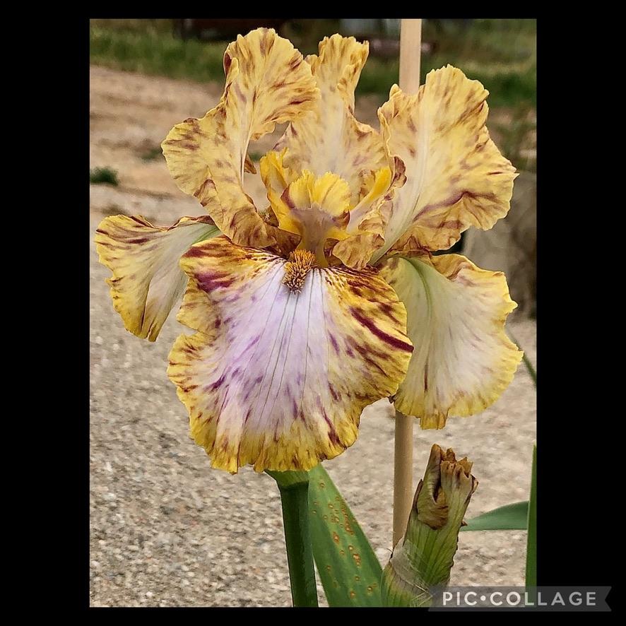 Photo of the bloom of Tall Bearded Iris (Iris 'Toucan Tango') posted by LizzyLegs - Garden.org