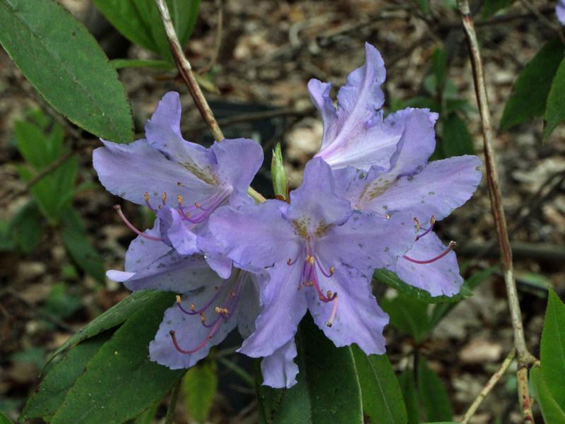 Blue Rhododendron (Rhododendron augustinii) in the Rhododendrons ...