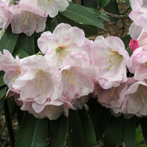 Rhododendron (Rhododendron decorum) in the Rhododendrons Database ...