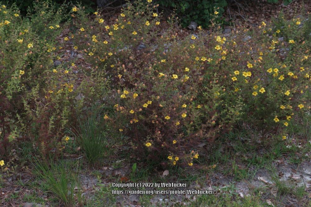 Photo of the entire plant of Combleaf Yellow False Foxglove (Aureolaria ...