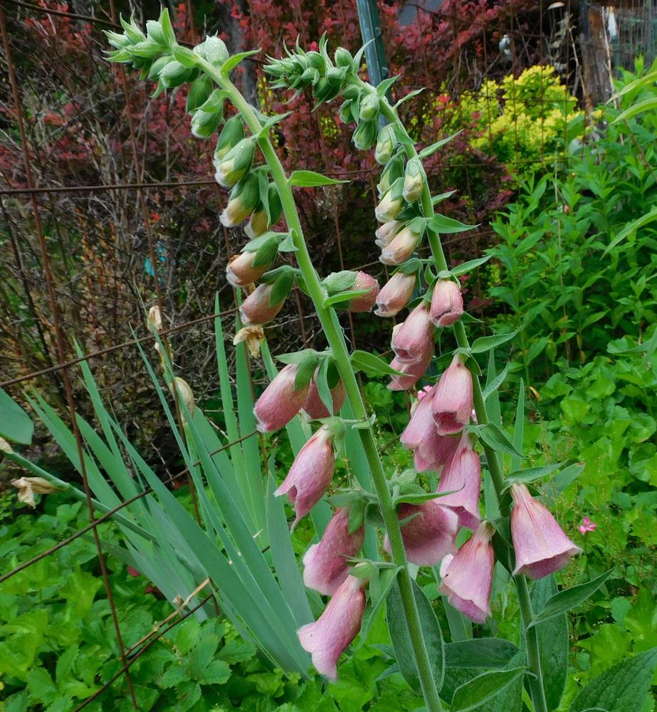 Photo of the stem, scape, stalk or bark of Strawberry Foxglove ...