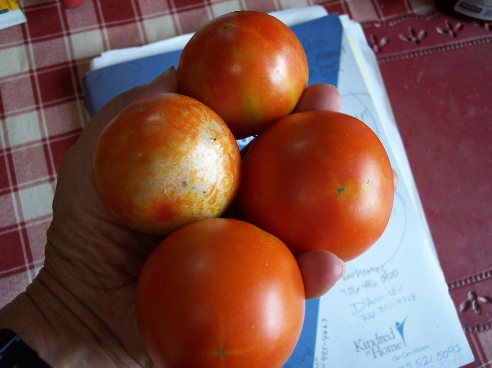 Photo of the fruit of Tomato (Solanum lycopersicum 'RuBee Dawn') posted ...
