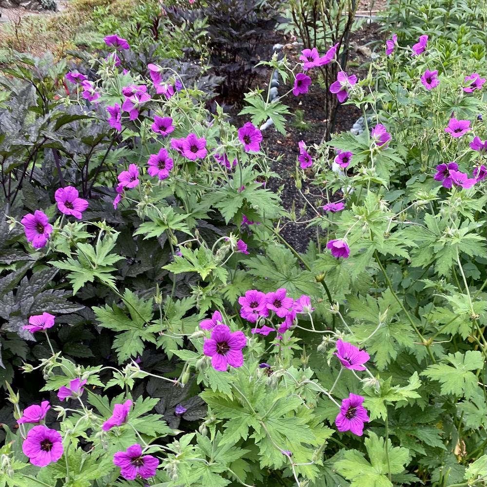 Photo of the entire plant of Cranesbill (Geranium 'Dragon Heart ...