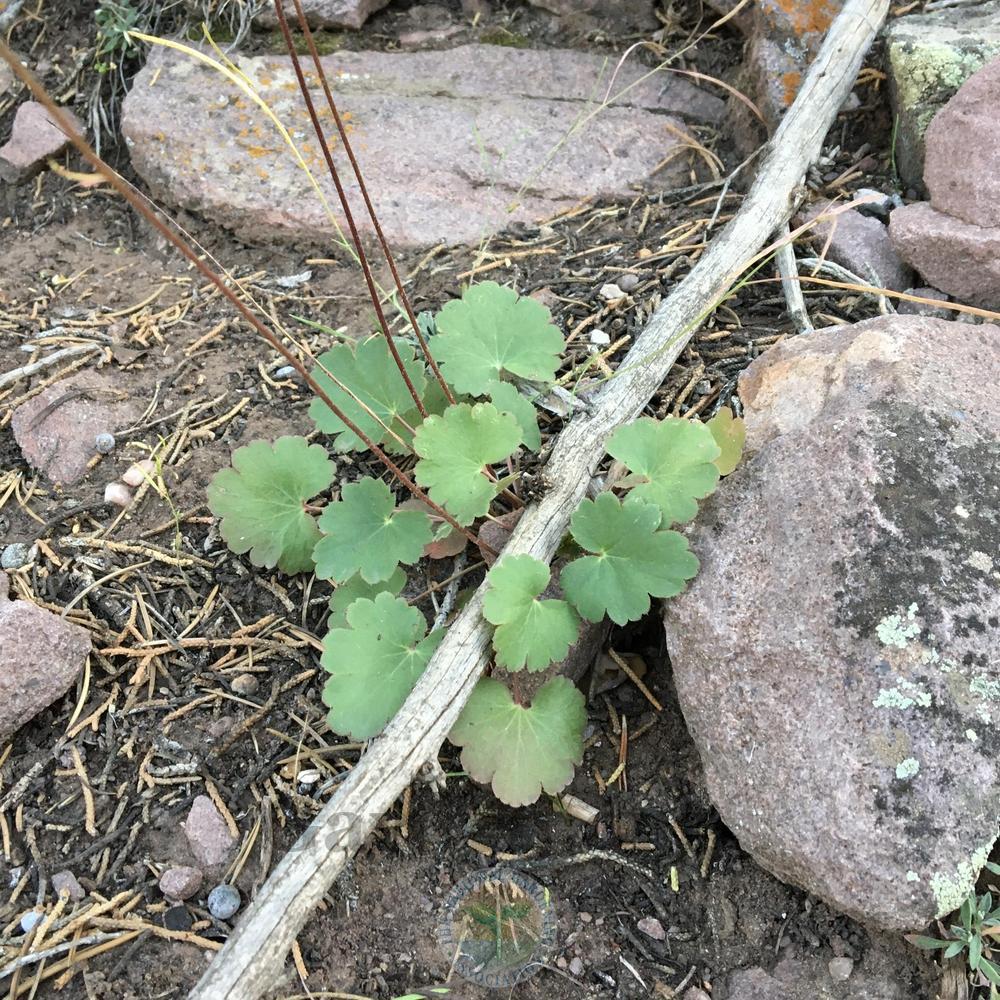 Photo of the habitat view of Littleleaf alumroot (Heuchera parvifolia ...