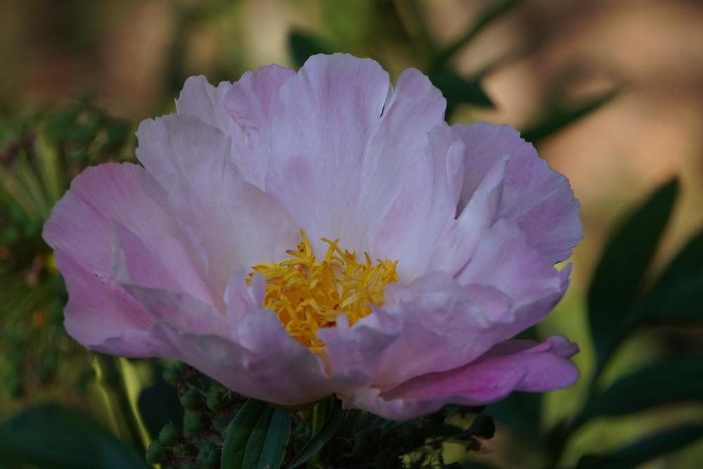 Photo of the bloom of Chinese Peony (Paeonia lactiflora 'Sea Shell ...