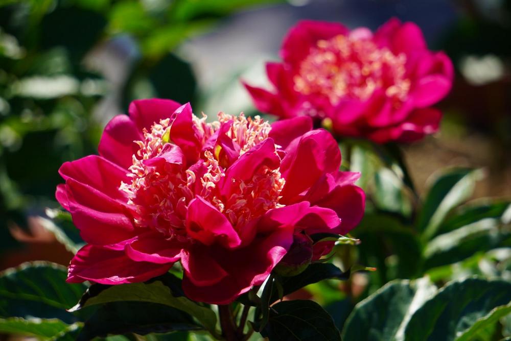 Photo of the bloom of Peony (Paeonia 'Cuckoo's Nest') posted by D3LL ...