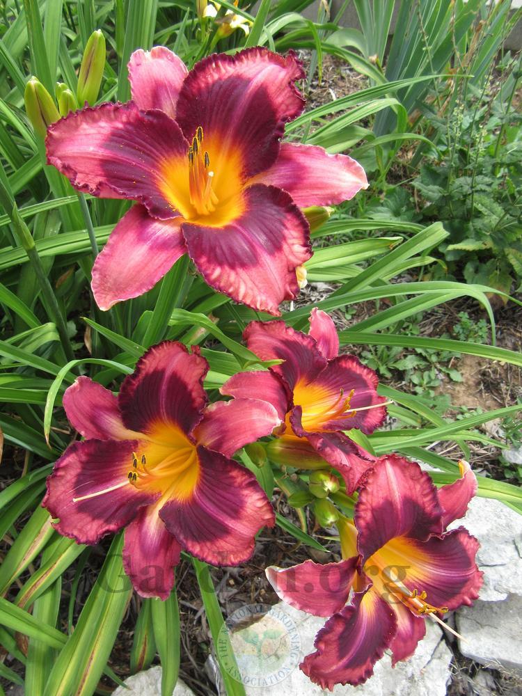 Daylily (Hemerocallis 'Wolverine Eyes') in the Daylilies Database - Garden.org