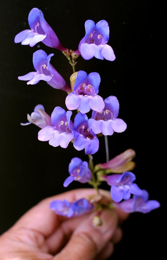 Azure Penstemon (Penstemon azureus) in the Penstemons Database - Garden.org