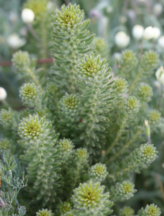 Photo of the leaves of Phylica (Phylica pubescens) posted by Joy ...