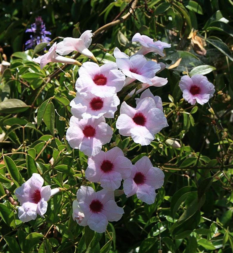 Photo of the entire plant of Pink Bower Vine (Pandorea jasminoides ...