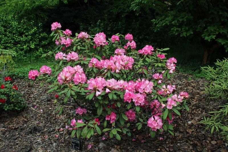 Photo of the entire plant of Dwarf Rhododendron (Rhododendron ...