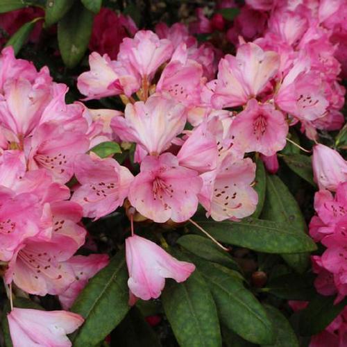 Rhododendron (Rhododendron degronianum) in the Rhododendrons Database ...