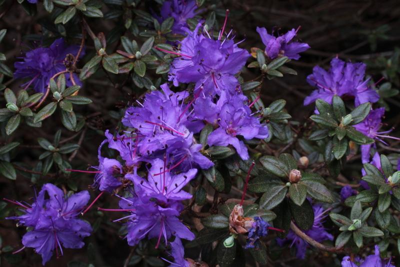 Dwarf Rhododendron (Rhododendron fastigiatum) in the Rhododendrons ...