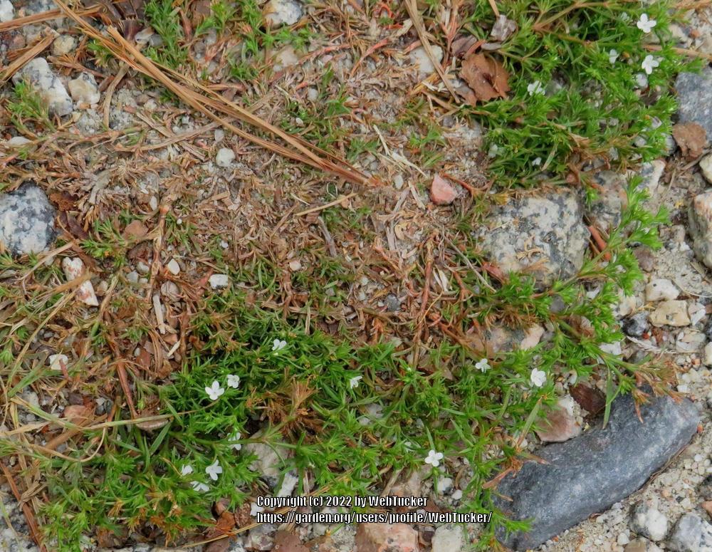 Photo of the entire plant of Rustweed (Polypremum procumbens) posted by ...