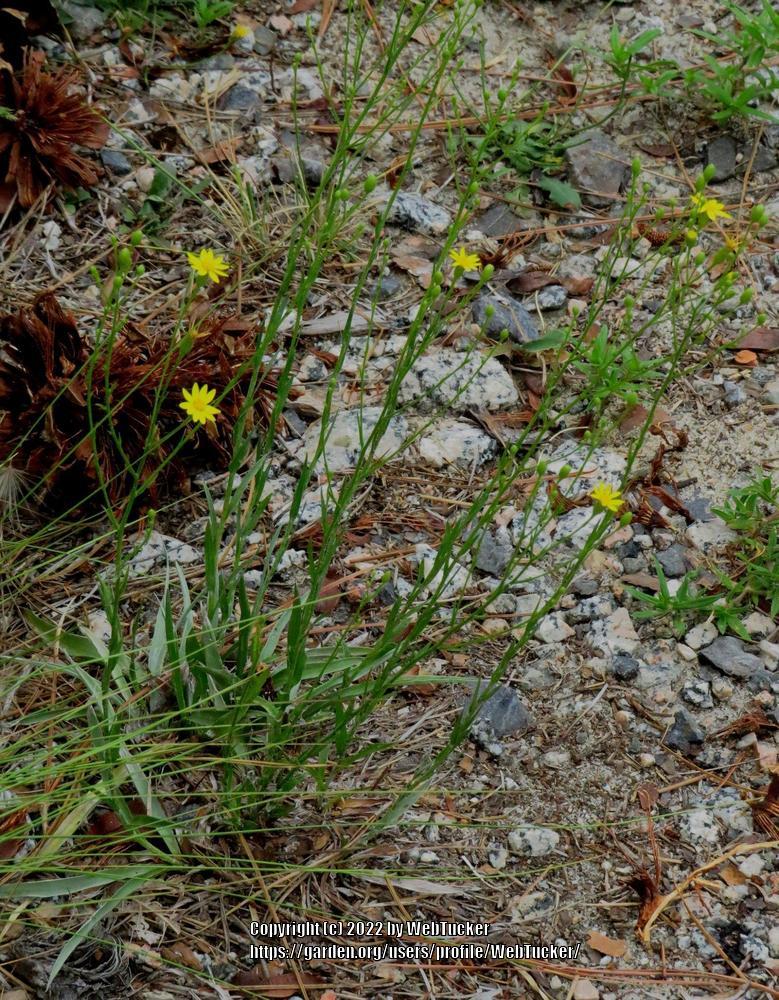 Narrowleaf Silkgrass (Pityopsis graminifolia) - Garden.org