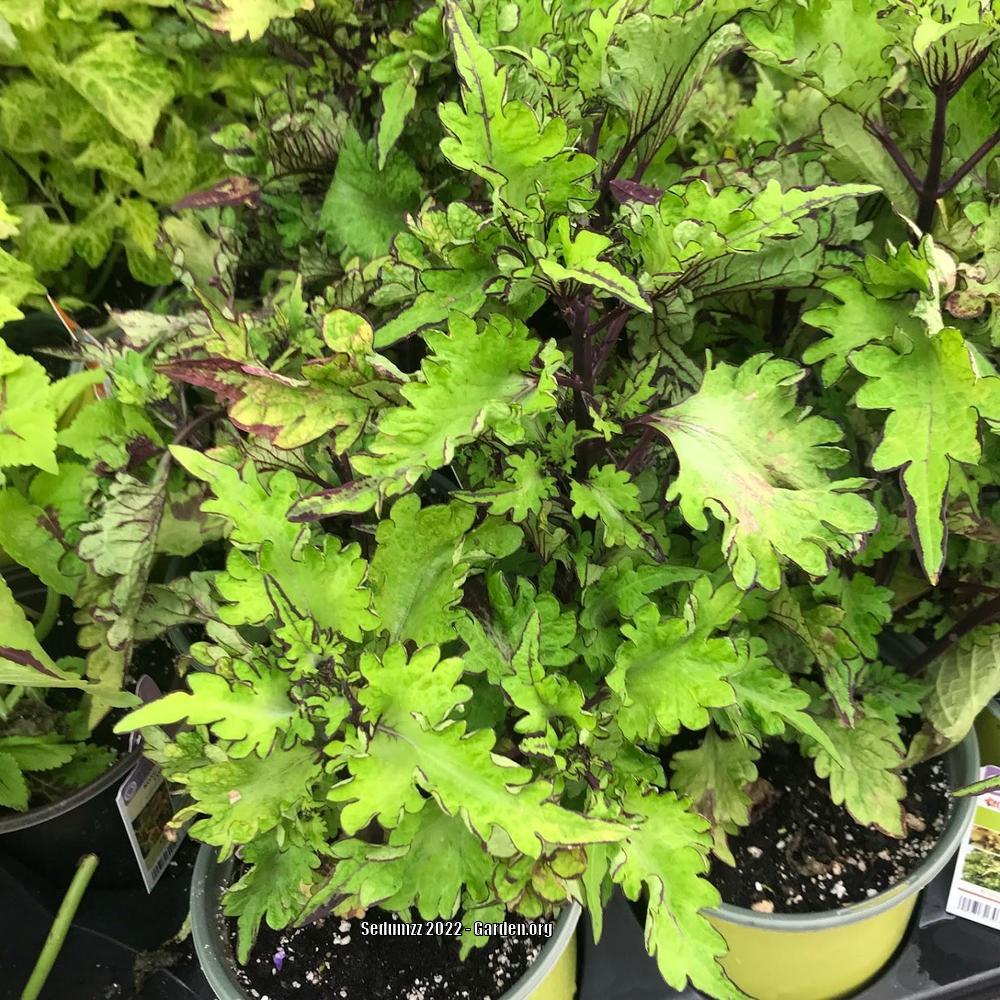 Photo of the entire plant of Coleus (Coleus scutellarioides Main Street ...
