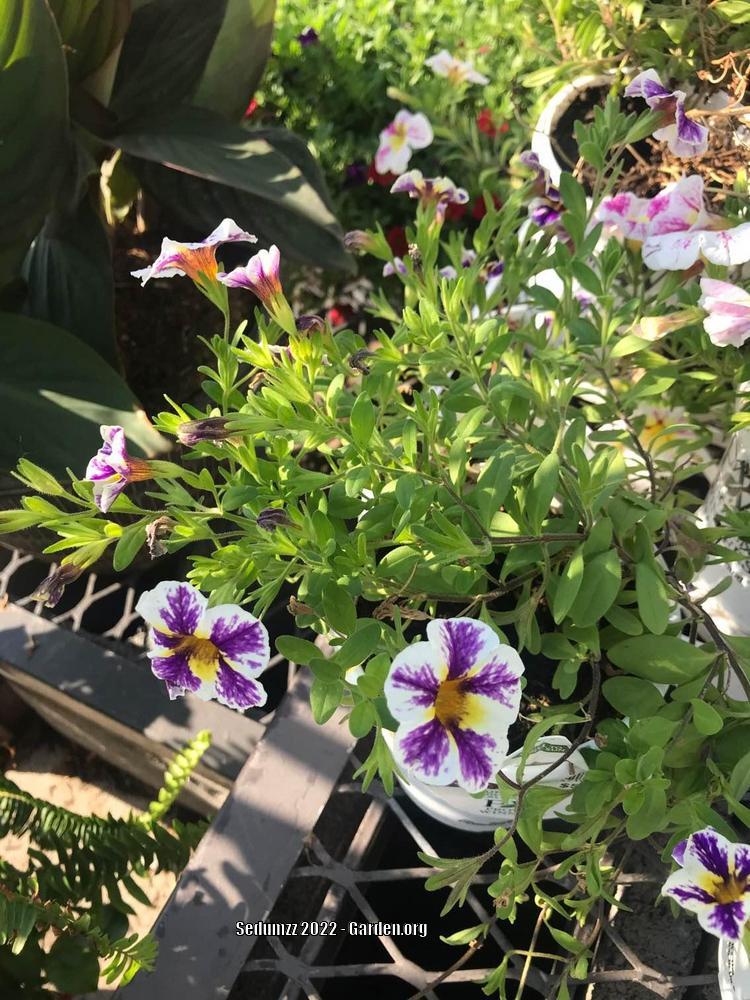Photo of the entire plant of Million Bells (Calibrachoa Superbells ...