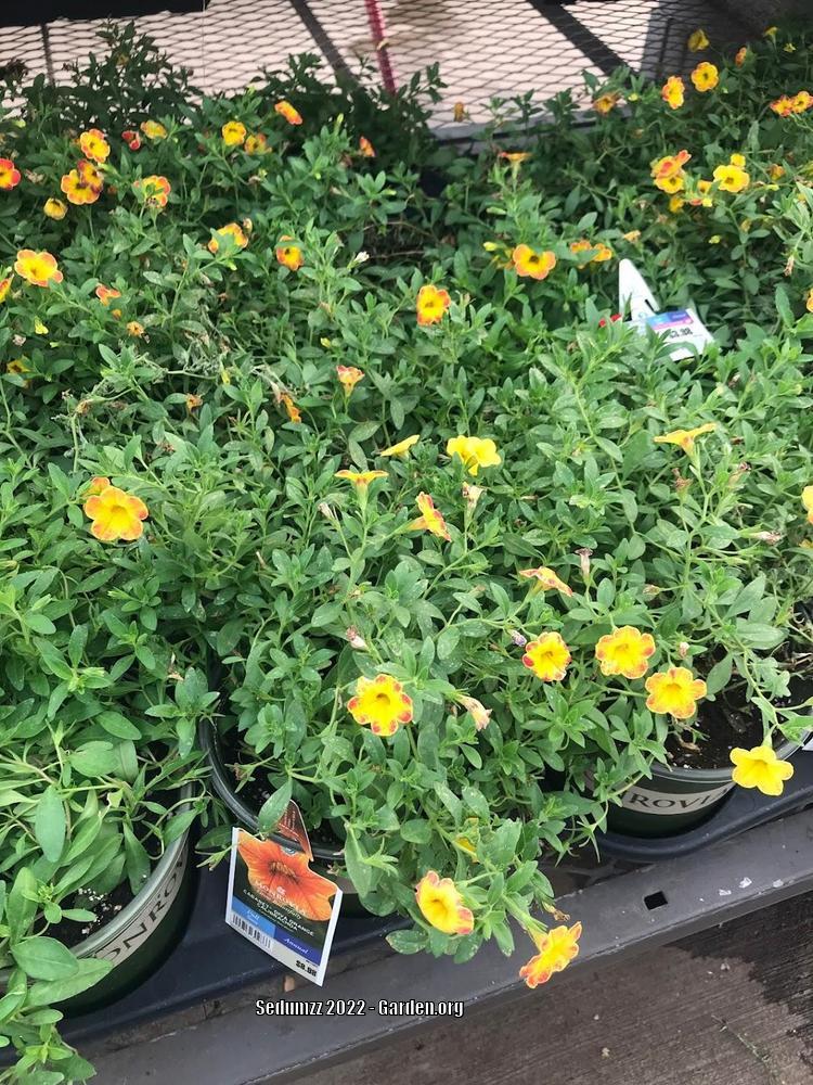 Photo of the entire plant of Million Bells (Calibrachoa Cabaret™ Diva ...