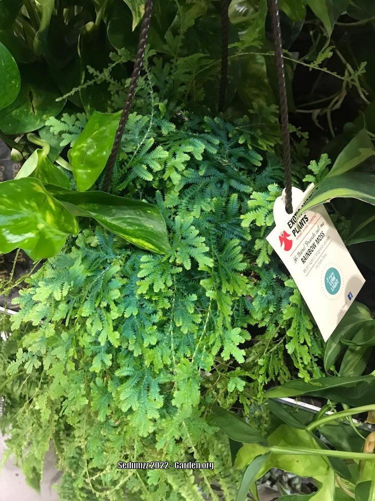 Photo of the entire plant of Peacock Fern (Selaginella uncinata) posted ...