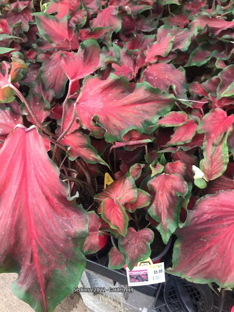 Photo of the entire plant of Lance-leaf Caladium (Caladium 'Red Ruffles ...