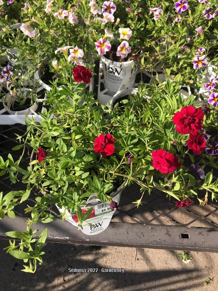 Photo of the entire plant of Million Bells (Calibrachoa Superbells ...
