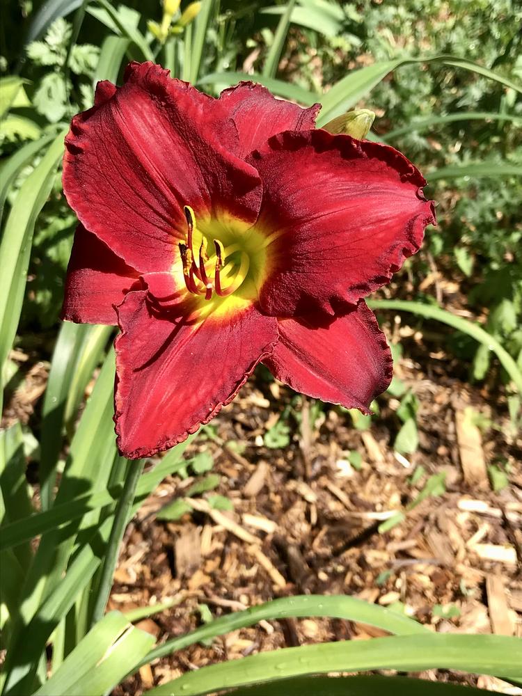 Photo of the bloom of Daylily (Hemerocallis 'Funny Valentine') posted ...