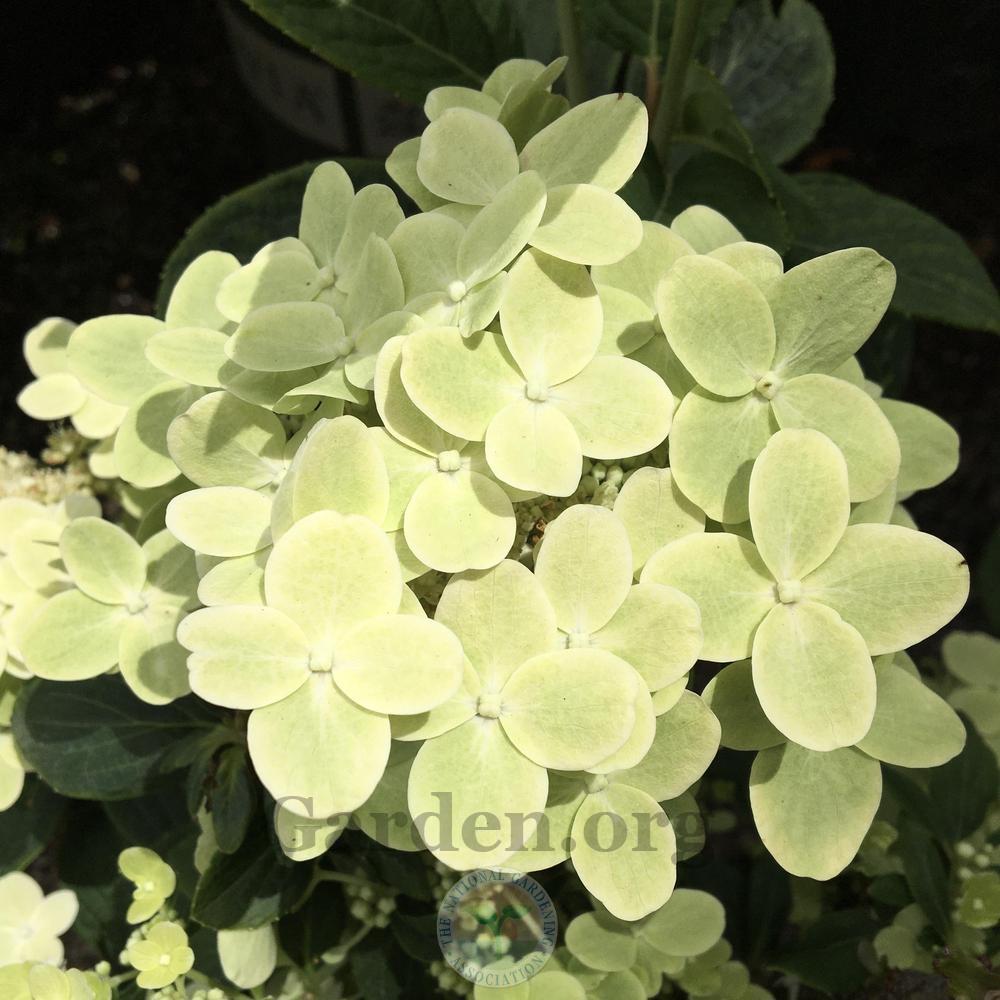 Panicle Hydrangea (Hydrangea paniculata Early Evolution) in the ...