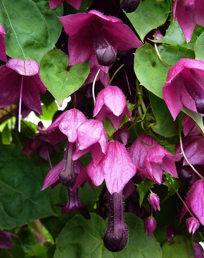 Photo of the bloom of Purple Bell Vine (Rhodochiton atrosanguineum ...