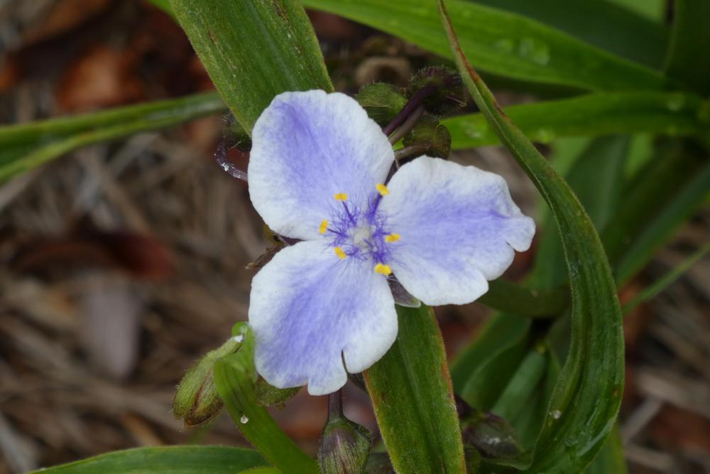 Tradescantia (Andersoniana Group) (Tradescantia 'Merlot Clusters') in ...